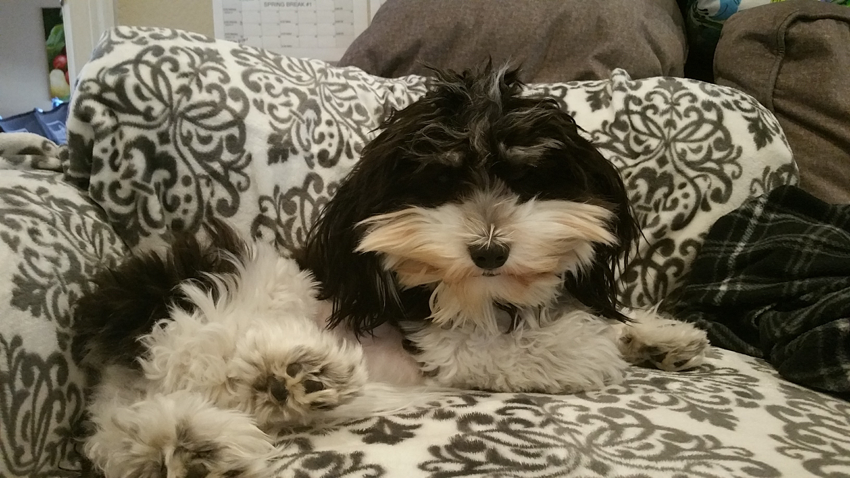 Why My Havanese Dog Is Our Perfect Family Pet Blessing by Design | Blog