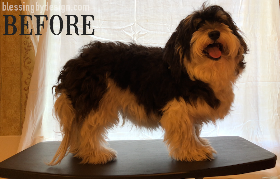 How to Groom Your Havanese Blessing by Design | Blog